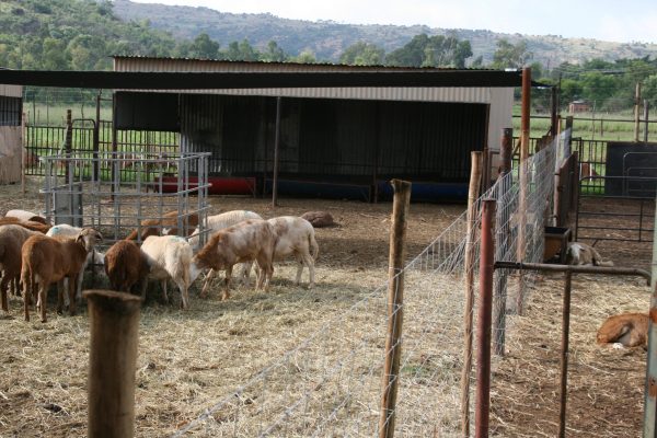 Sheep Feedlot – B3 Genetics