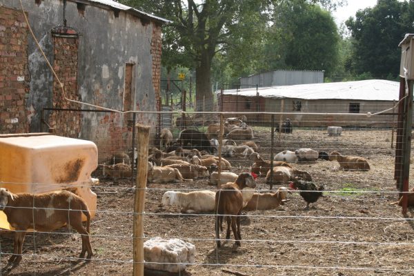 Sheep Feedlot – B3 Genetics